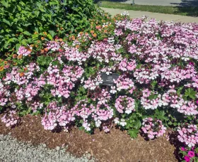 Caldera™ Lavender Glow | Syngenta Flowers