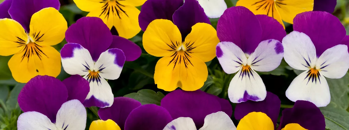 Seed Pansy | Syngenta Flowers
