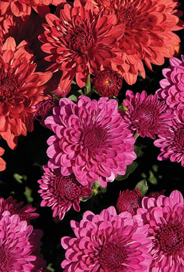 2025 Lucas Greenhouses Fall Mum Trial | Syngenta Flowers