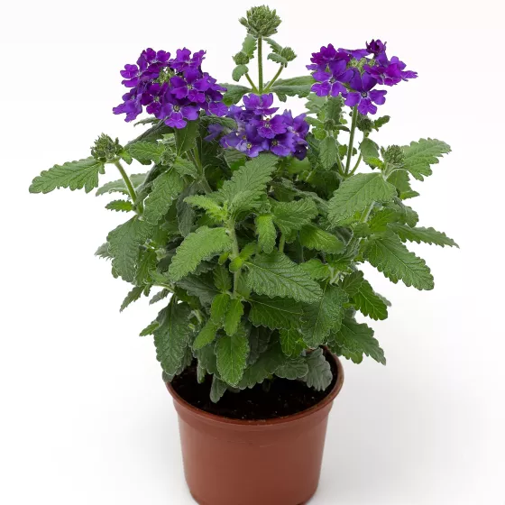 Tuscany® Blue | Syngenta Flowers