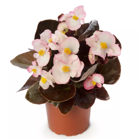 Bada Boom® Rose Bicolor | Syngenta Flowers