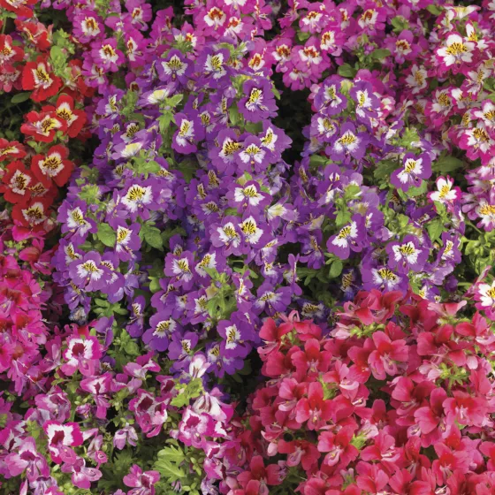 Atlantis™ Mix | Syngenta Flowers