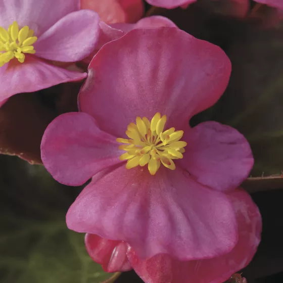 Bada Boom® Rose | Syngenta Flowers