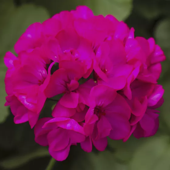 Calliope® Medium Deep Rose | Syngenta Flowers