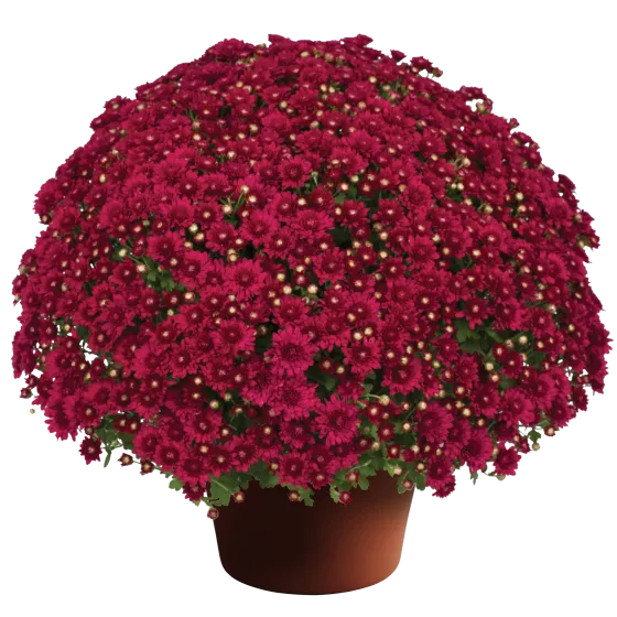 Wanda™ Red | Syngenta Flowers