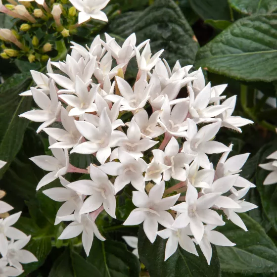 Starcluster™ Cascade White | Syngenta Flowers