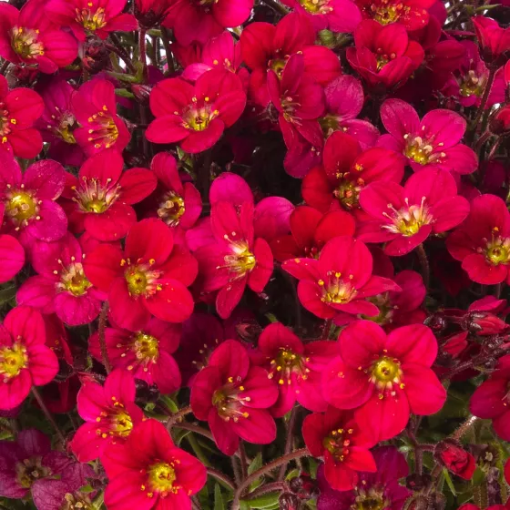 Lofty™ Dark Rose Shades | Syngenta Flowers