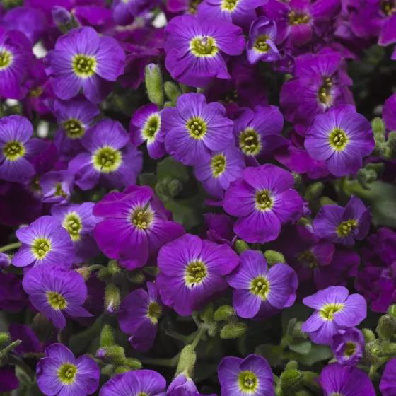 Axcent™ Violet with Eye | Syngenta Flowers