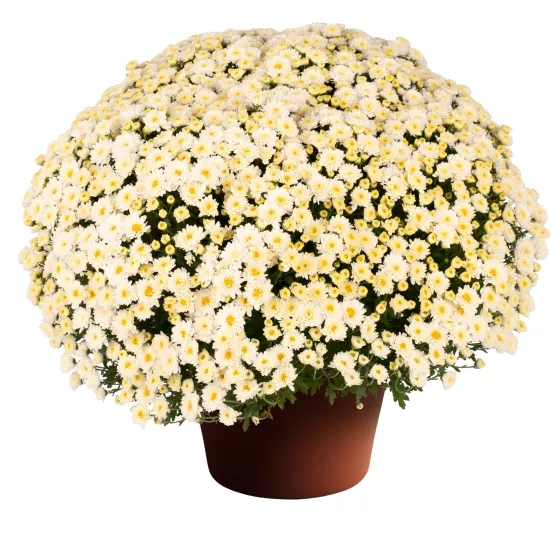 Rhonda™ White | Syngenta Flowers