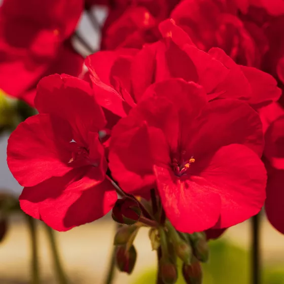 Americana® Dark Red | Syngenta Flowers