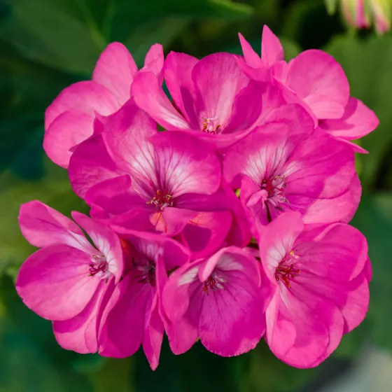 Rocky Mountain™ Deep Rose | Syngenta Flowers