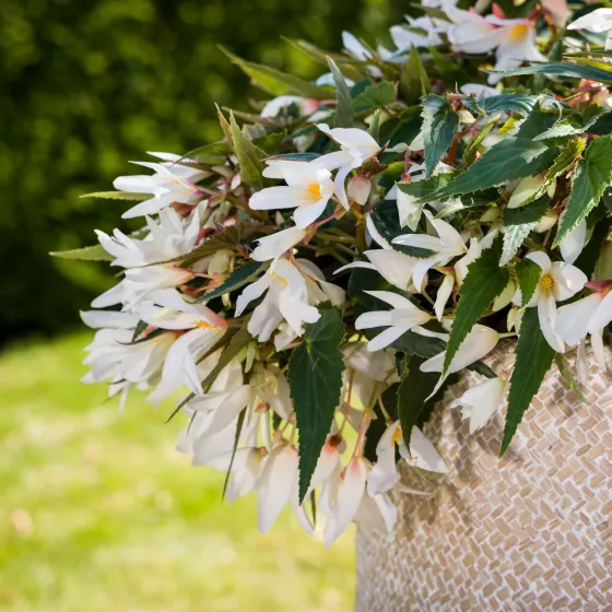 Bossa Nova™ Pure White | Syngenta Flowers