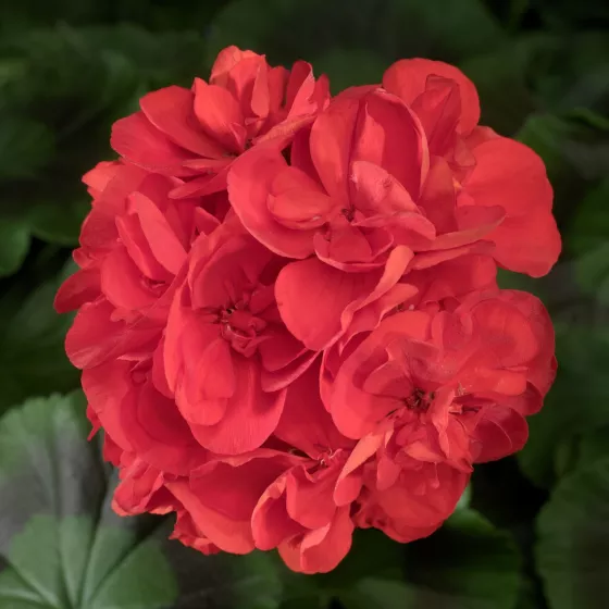 Americana® Red | Syngenta Flowers
