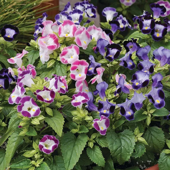 Duchess™ Mix | Syngenta Flowers