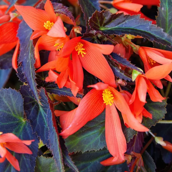 Bossa Nova™ Night Fever Papaya | Syngenta Flowers