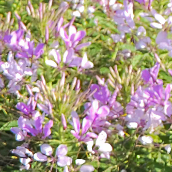 Sparkler™ 2.0 Lavender | Syngenta Flowers