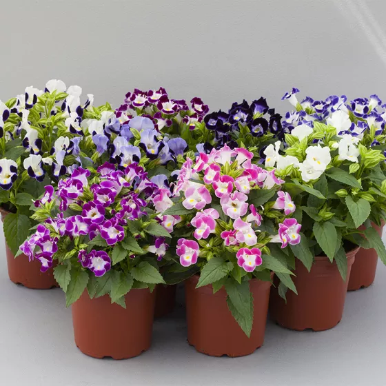 Hi-Lite™ Mix | Syngenta Flowers