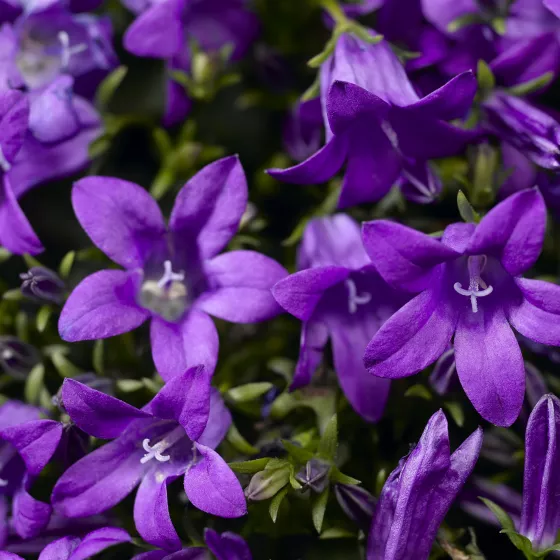 Clockwise™ Compact Deep Blue | Syngenta Flowers