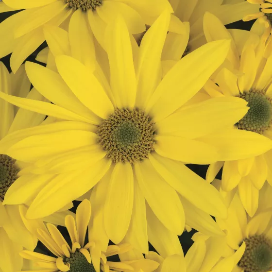 Brighton™ Yellow | Syngenta Flowers