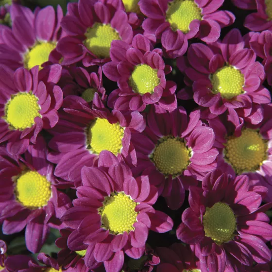 Fifi™ Hot Pink | Syngenta Flowers