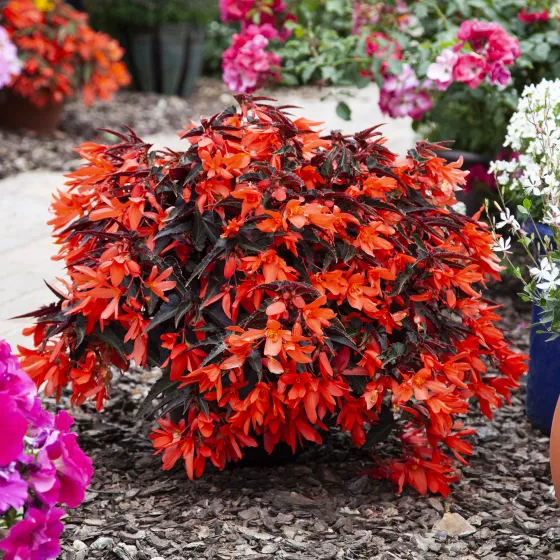 Bossa Nova™ Night Fever Papaya | Syngenta Flowers