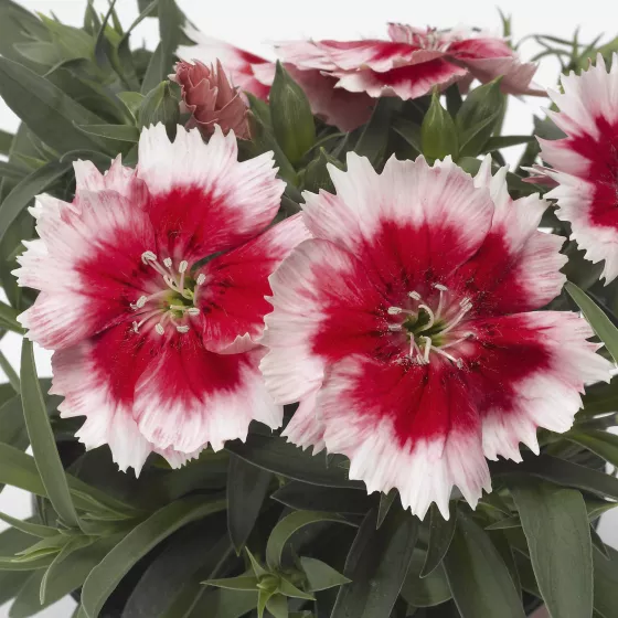 Super Parfait™ Red Peppermint | Syngenta Flowers