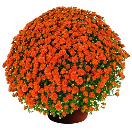 Keeley™ Orange | Syngenta Flowers
