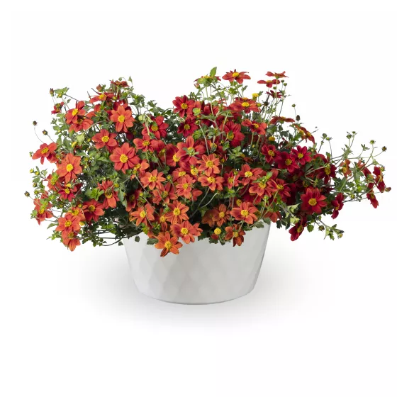 Brazen™ Red Flare | Syngenta Flowers