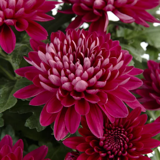 Delano™ Purple | Syngenta Flowers