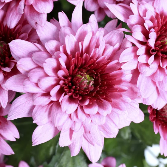 Newark™ Pink Bicolor | Syngenta Flowers