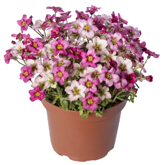 Alpino™ Early Carnival | Syngenta Flowers