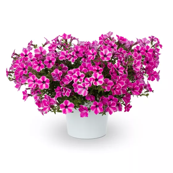 Dekko™ Pinwheel Purple | Syngenta Flowers