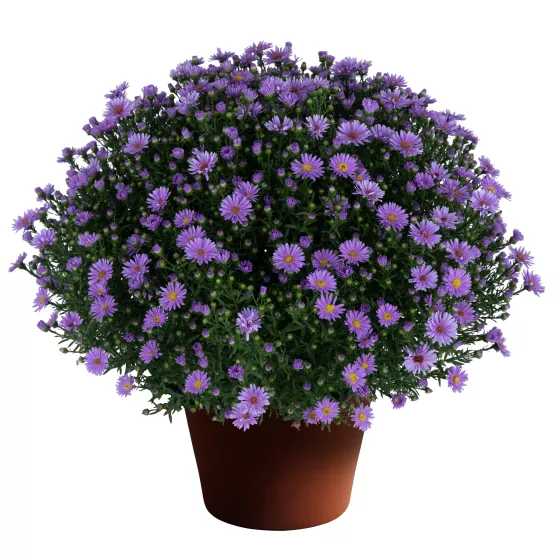 Days™ Blue | Syngenta Flowers
