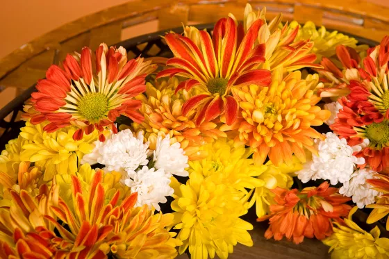 Point Pelee™ | Syngenta Flowers