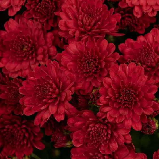 Danielle™ Red | Syngenta Flowers