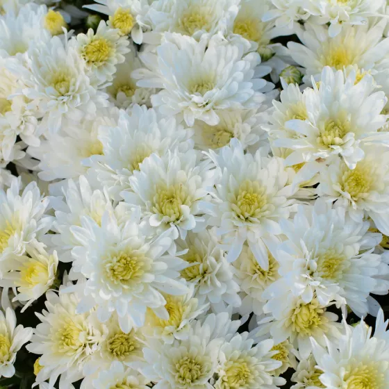Bertha™ White | Syngenta Flowers