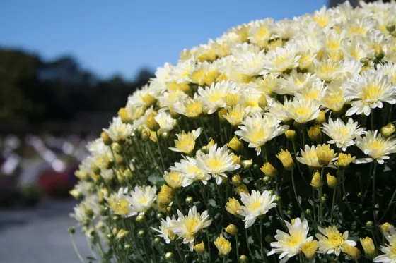 Bertha™ White | Syngenta Flowers