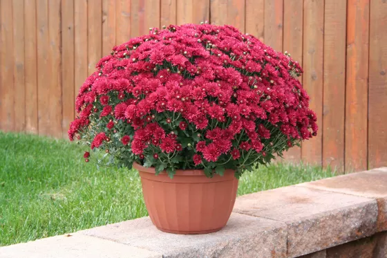 Wanda™ Red | Syngenta Flowers