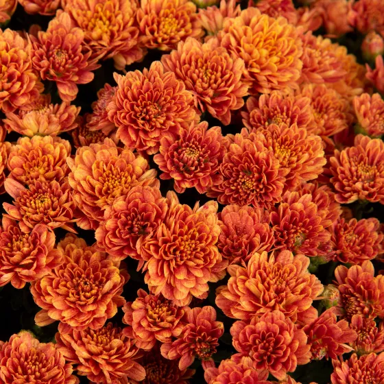 Rhonda™ Bronze | Syngenta Flowers
