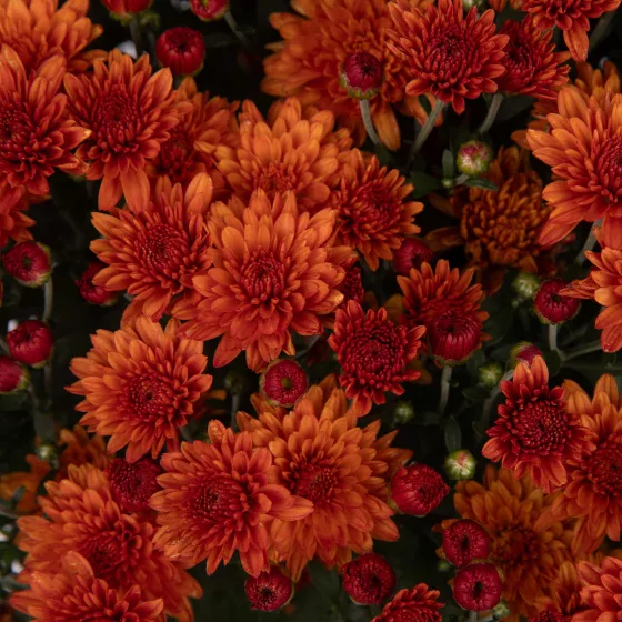 Keeley™ Orange | Syngenta Flowers