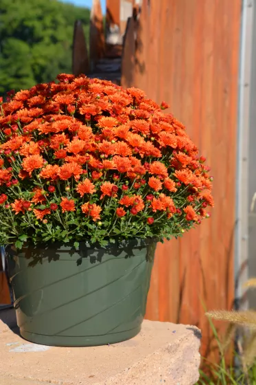 Keeley™ Orange | Syngenta Flowers