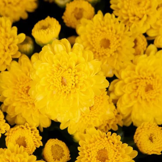 Rhonda™ Yellow | Syngenta Flowers