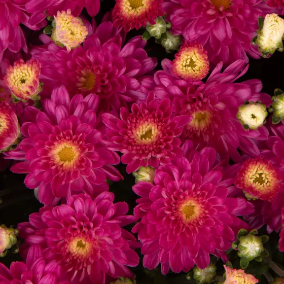 Debbie™ Hot Pink | Syngenta Flowers