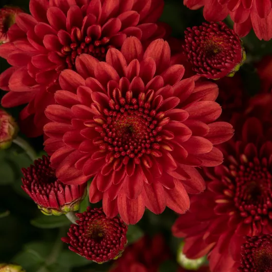 Hailey™ Red Bronze | Syngenta Flowers