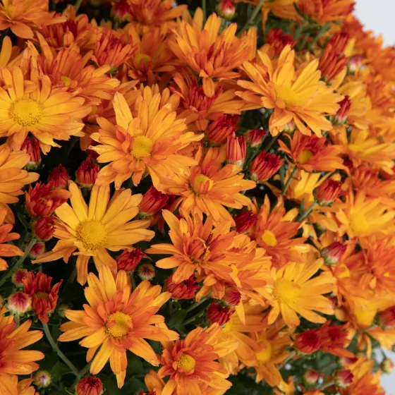 Tracy™ Orange | Syngenta Flowers