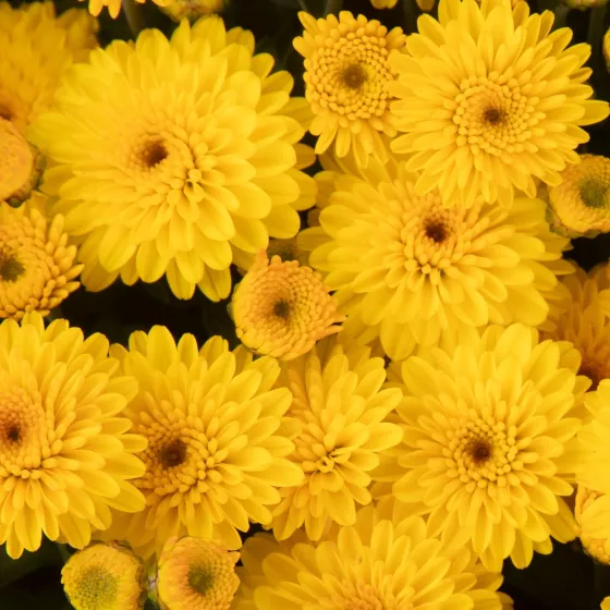 Hailey™ Gold | Syngenta Flowers