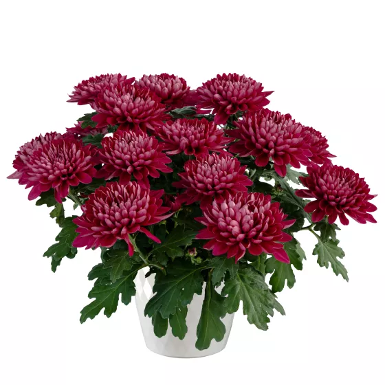 Delano™ Purple | Syngenta Flowers