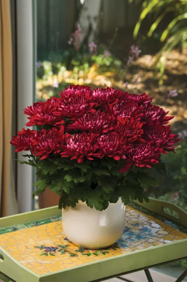 Delano™ Purple | Syngenta Flowers