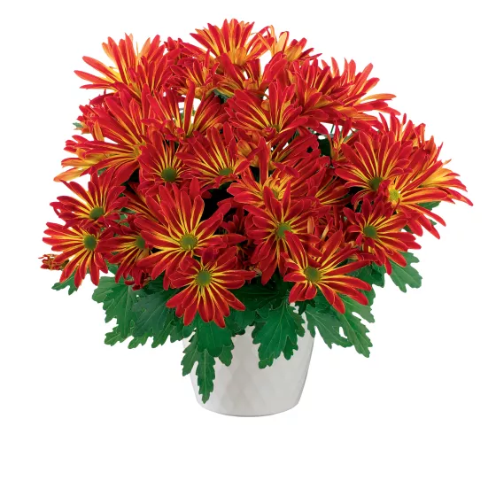 Point Pelee™ | Syngenta Flowers