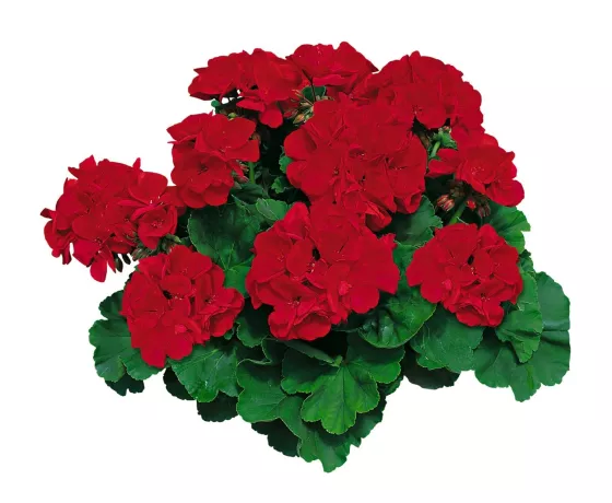 Americana® Dark Red | Syngenta Flowers
